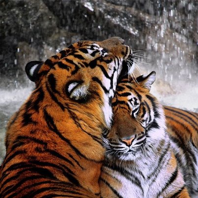 Tiger Symbolism | Tiger Meaning | Tiger Spirit & Totem Animal