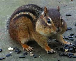 Symbolic Meaning of Chipmunk | Chipmunk Symbolism