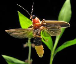 Symbolic Meaning of Fireflies & Firefly Symbolism