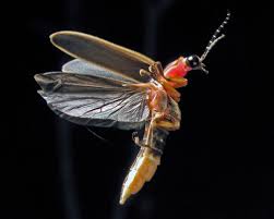 Symbolic Meaning of Fireflies & Firefly Symbolism