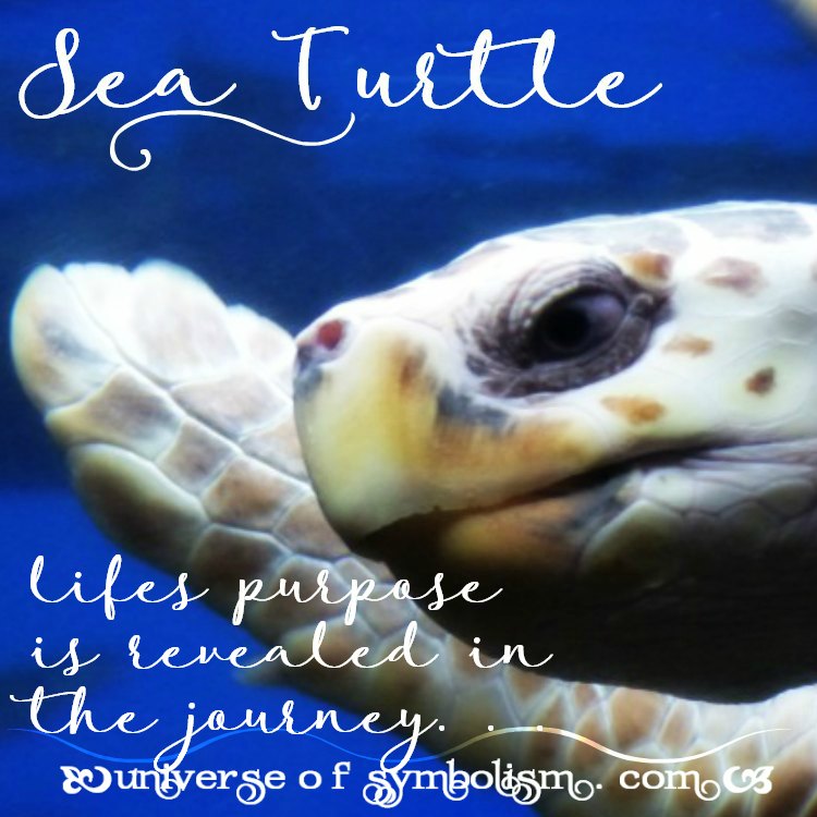 Turtle Symbolism Meaning Turtle Spirit Totem Animal Guidance