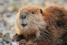 Beaver Symbolism | Beaver Meaning | Spirit Animals