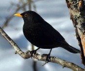 Bird Symbolism & Bird Meanings List | Spiritual Meaning of Birds