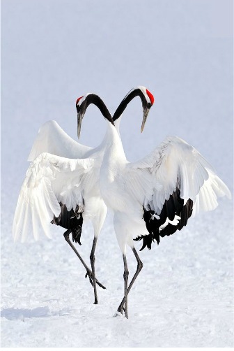 Crane Symbolism Symbols And Totems Of The Crane crane-symbolism-symbols-and-totems-of-the-crane
