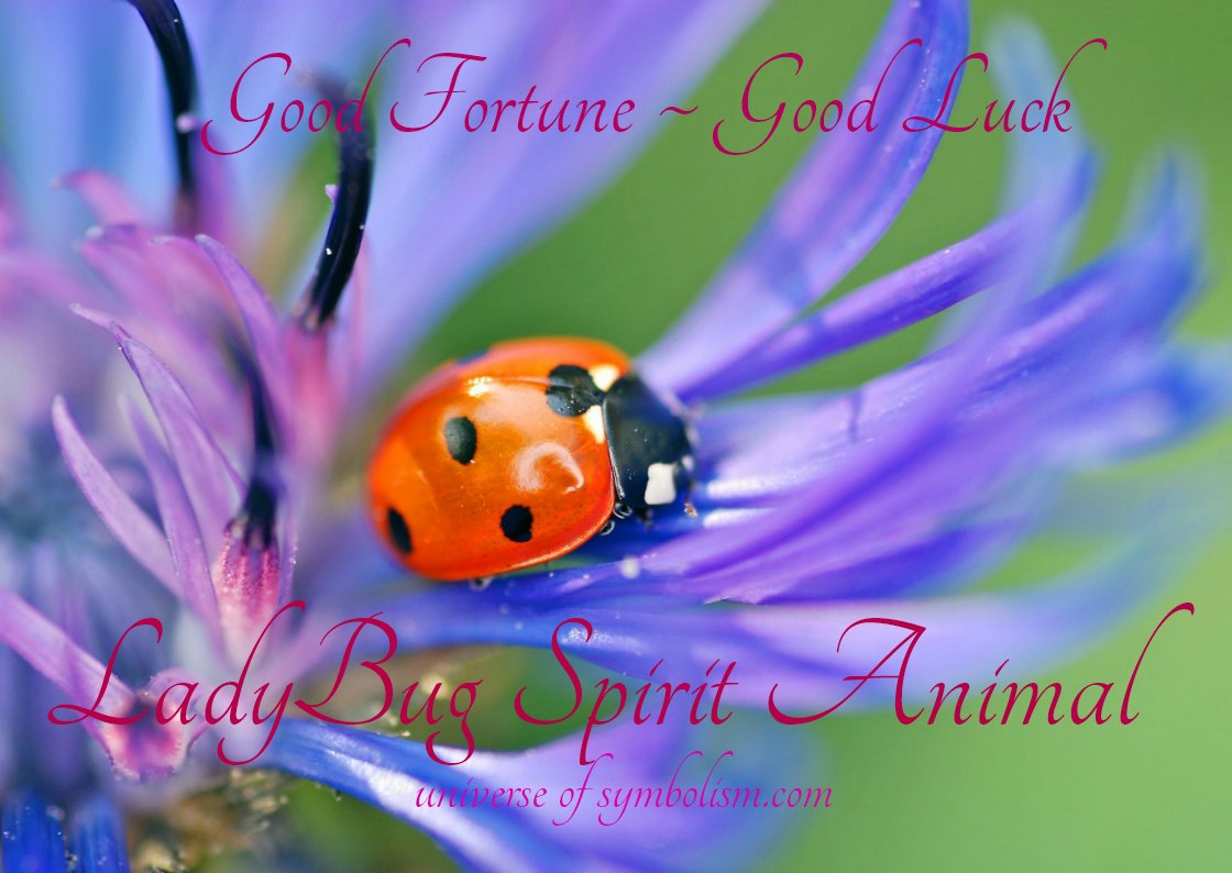 Ladybug Symbolism & Ladybug Meaning | Ladybug Spirit & Totem Animal
