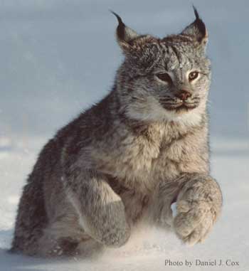 Lynx Symbolism | Spirit Animal - Symbol of Hidden Secrets