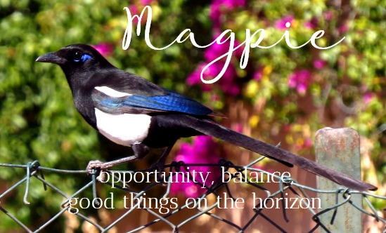 Magpie Symbolism & Meaning | Magpie Signs, Symbols & Totems