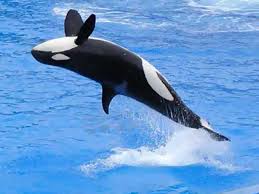 Orca Killer Whale Symbol | Orca Symbolism | Spirit Animals