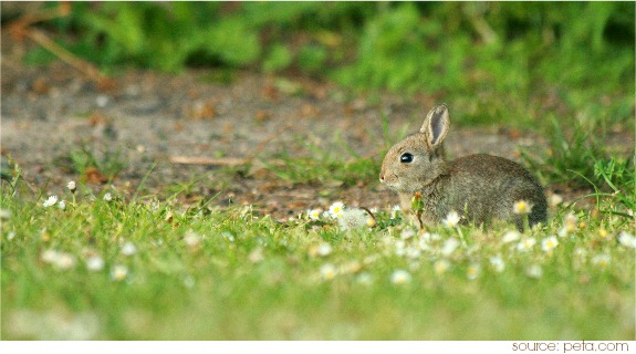 Rabbit Symbolism & Rabbit Meaning | Rabbit Spirit Animal