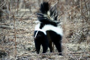 Skunk Symbolism | Skunk Spirit Animal | Skunk Meaning