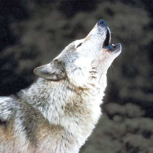 Wolf Symbolism & Meaning | Wolf Spirit, Totem & Power Animal